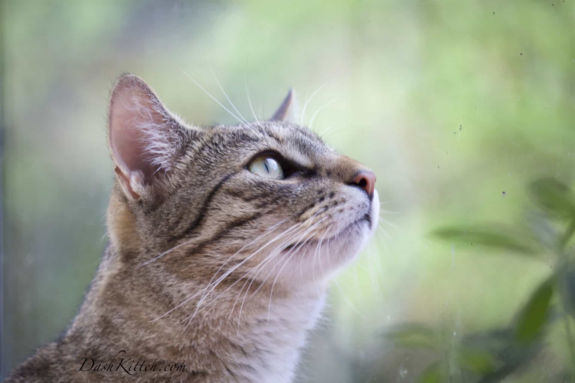 How to Create a Fun Cat Photo Portrait – Dash Kitten