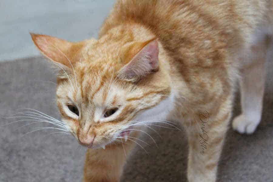 How to Capture the Perfect Ferocious Cat Photo