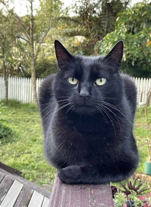 Taking Purrfect Cat Photos: Camera Settings and Tips