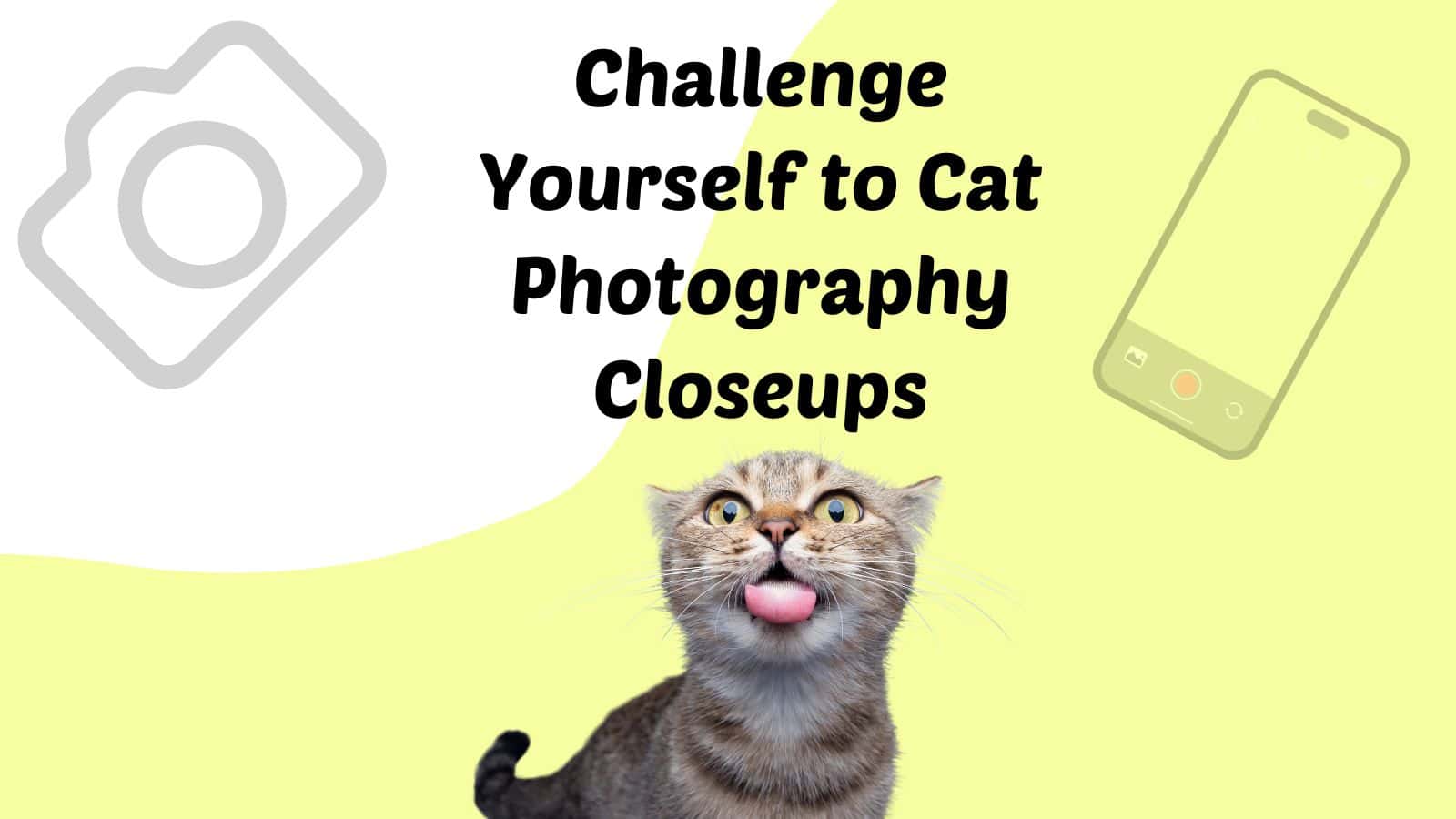 Challenge Yourself to Cat Closeups