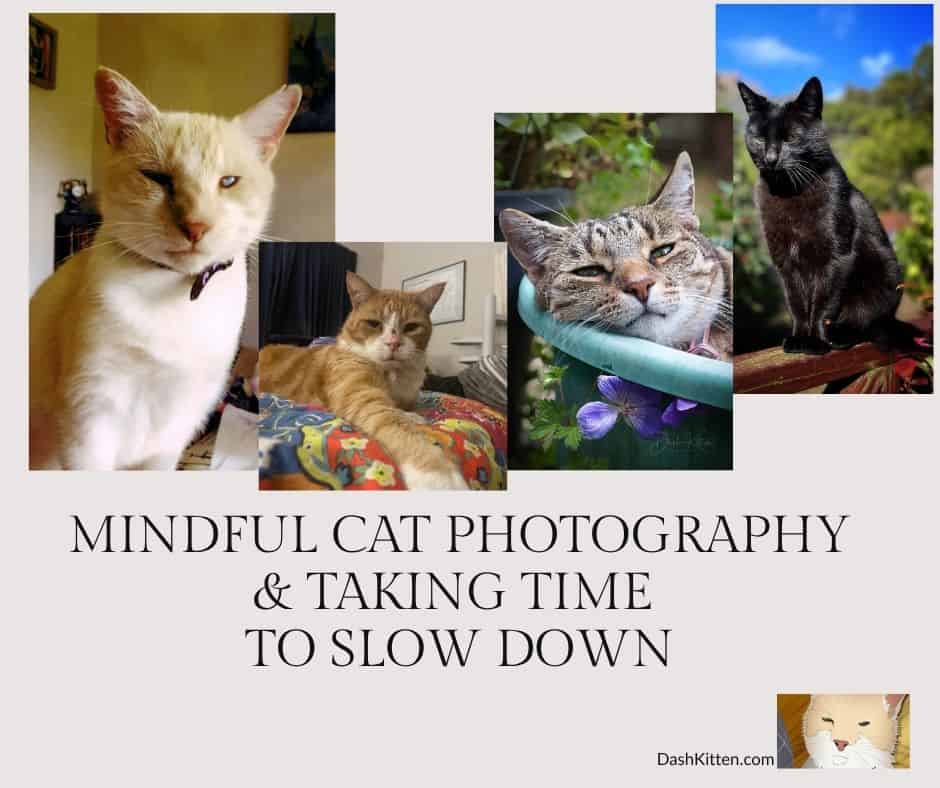 Mindful Cat Photography in our Instant Age