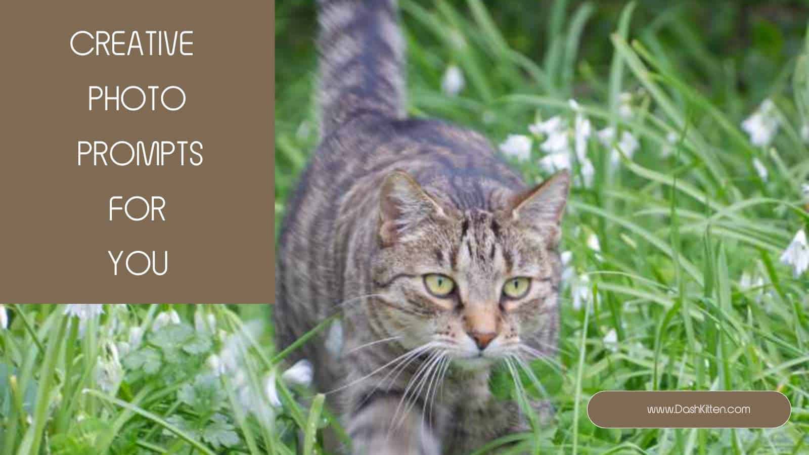 Cat Photo Prompt Ideas – Dash Kitten